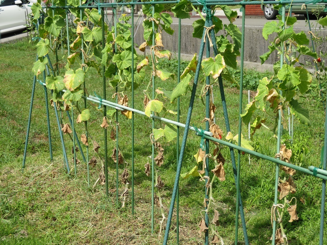 野菜が枯れる！ このままだと全滅か？: ヒゲおやじの気まま流野菜作り日記