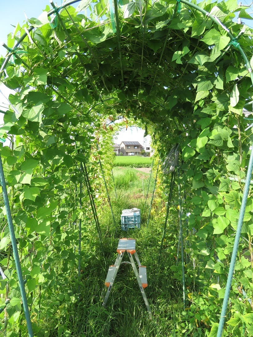 ようやく雨が！ 待ちかねたぞー。: ヒゲおやじの気まま流野菜作り日記