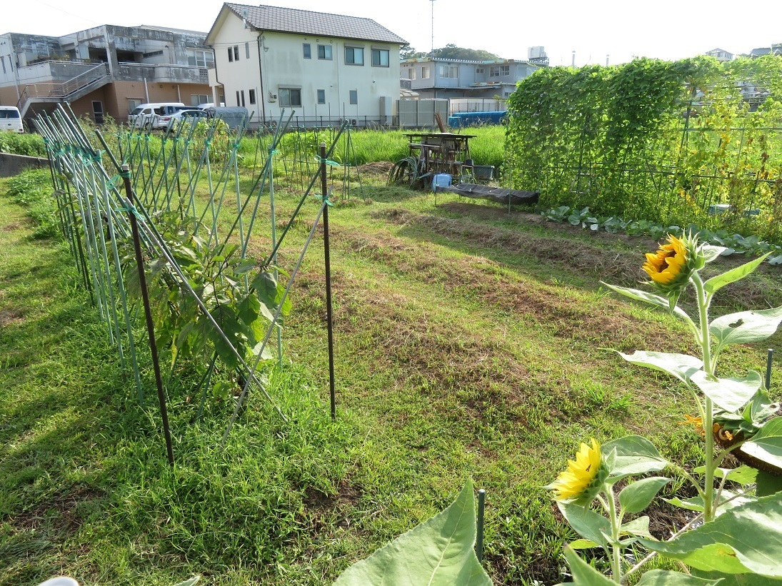 ようやく雨が！ 待ちかねたぞー。: ヒゲおやじの気まま流野菜作り日記