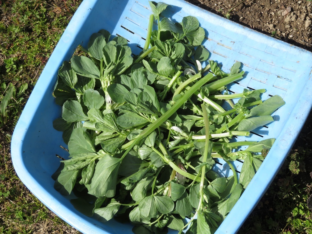 今日から4月、桜も咲いて！: ヒゲおやじの気まま流野菜作り日記